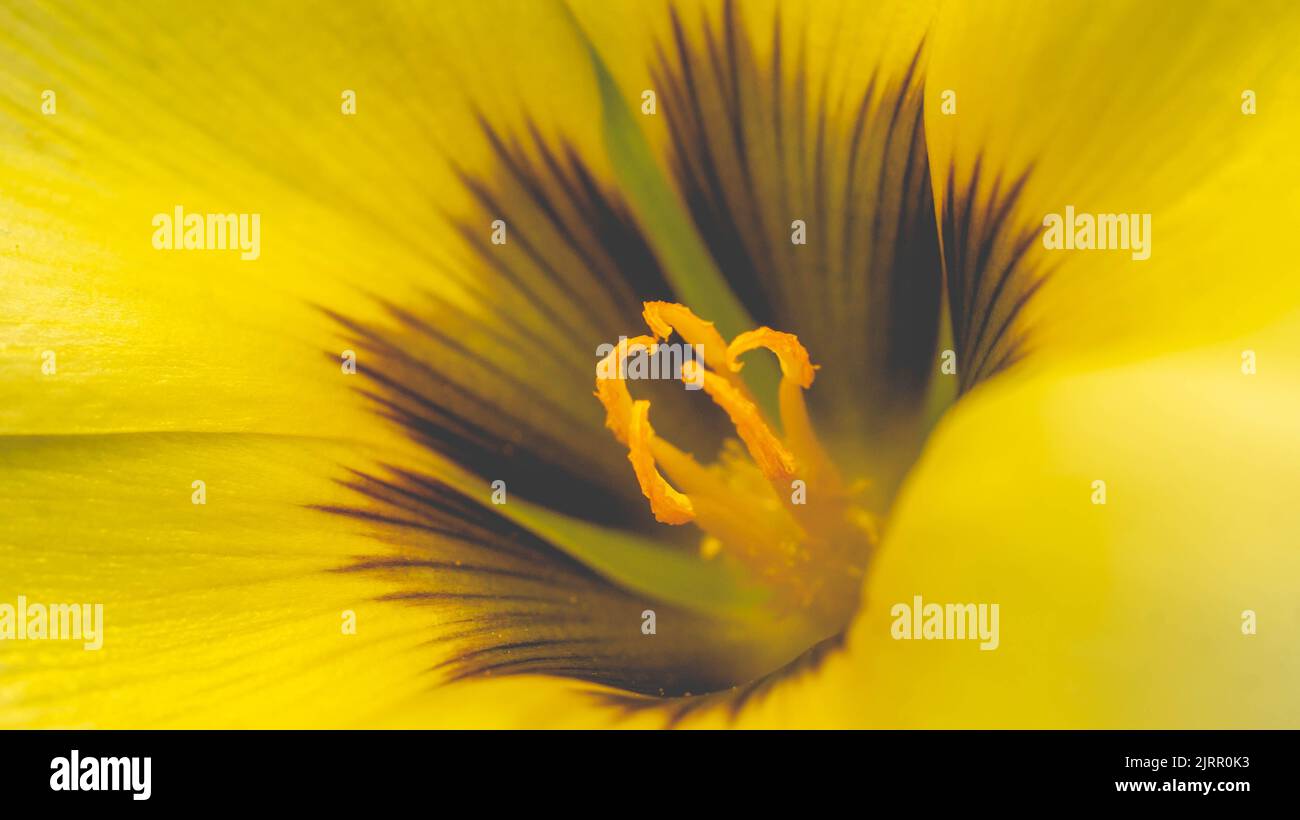 Detail closeup of yellow wild flower showing reproduction organs ...