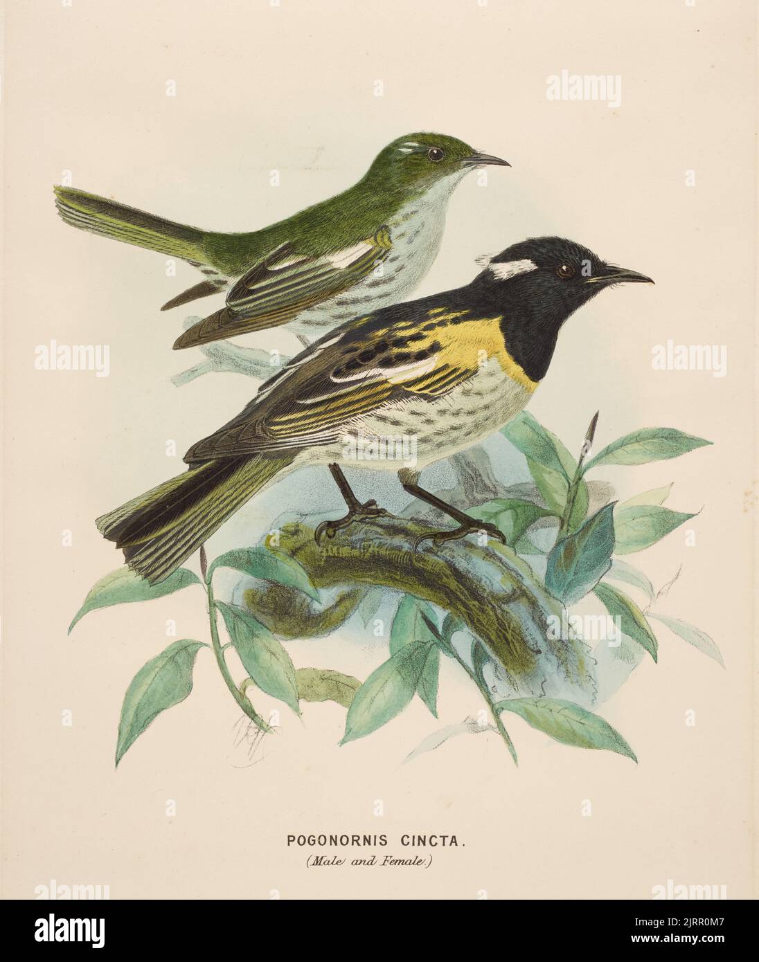 Stitchbird. Pogonornis cincta (male and female), 1873, London, by ...