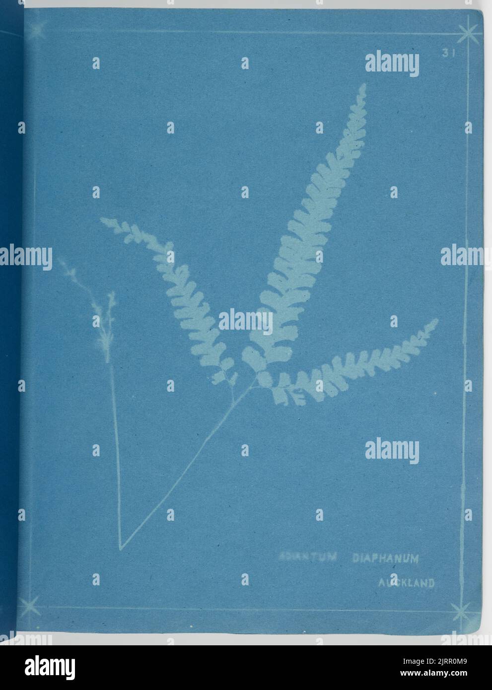 Adiantum diaphanum hi-res stock photography and images - Alamy