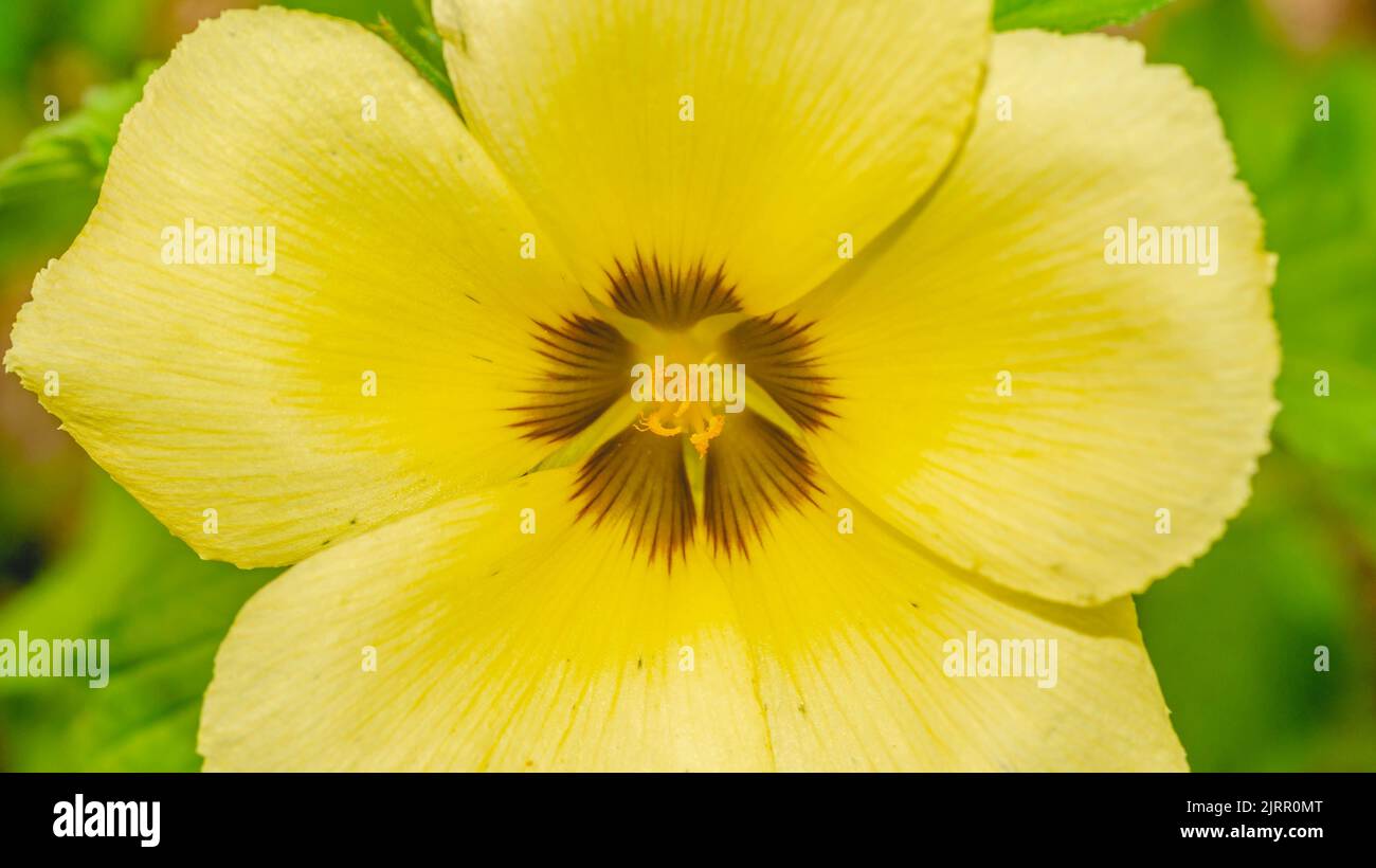 Detail closeup of yellow wild flower showing reproduction organs ...