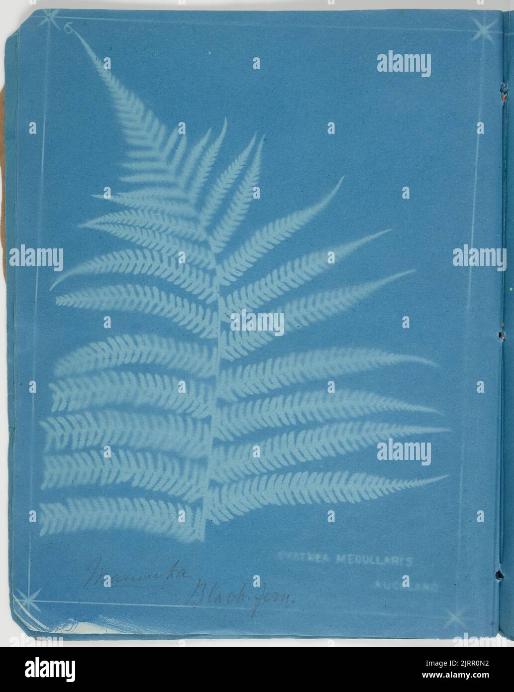 Cyathea medullaris, Auckland. From the album: New Zealand ferns. 167 ...