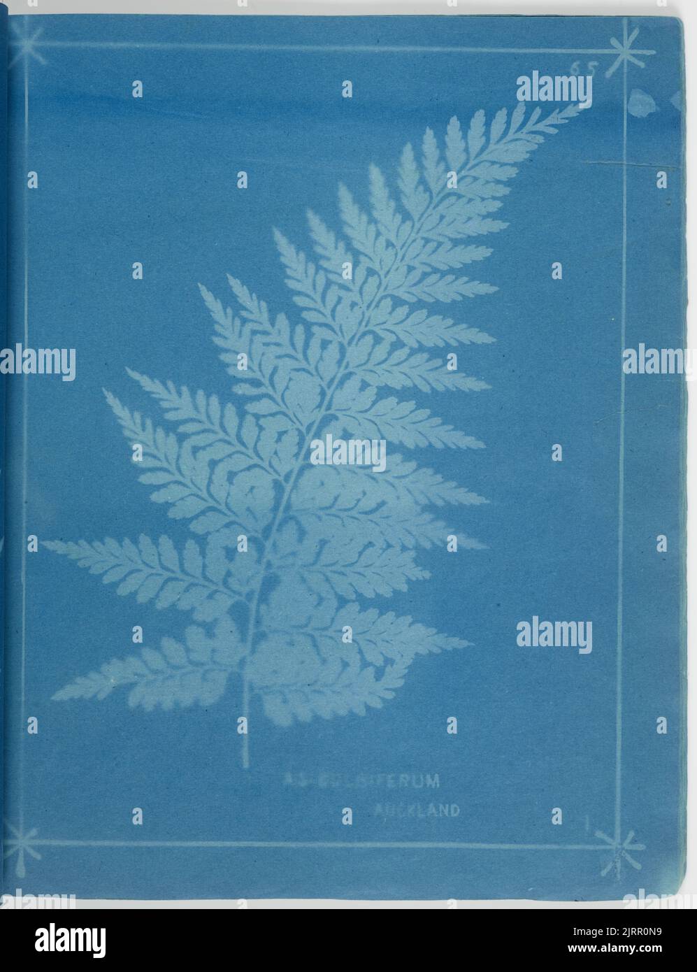 Asplenium bulbiferum, Auckland. From the album: New Zealand ferns. 167 ...