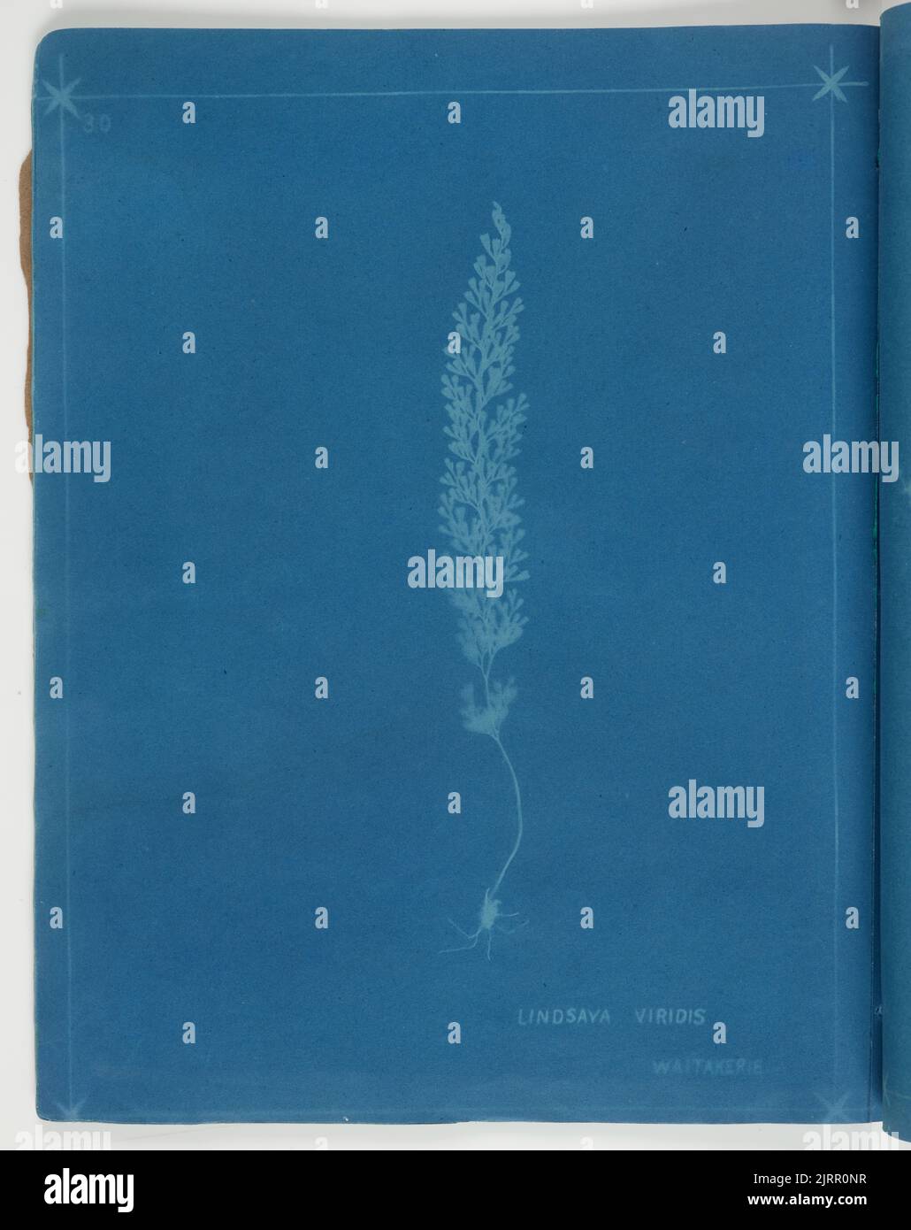 Waitakerie hi-res stock photography and images - Alamy