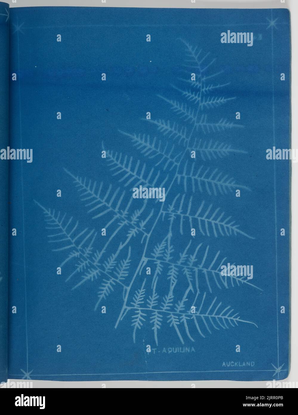 Pteris aquilina, Auckland. From the album: New Zealand ferns. 167 ...