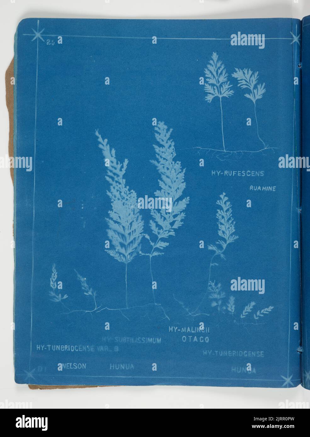 Hymenophyllum rufescens, Ruahine, Hymenophyllum tunbridgense var B ...