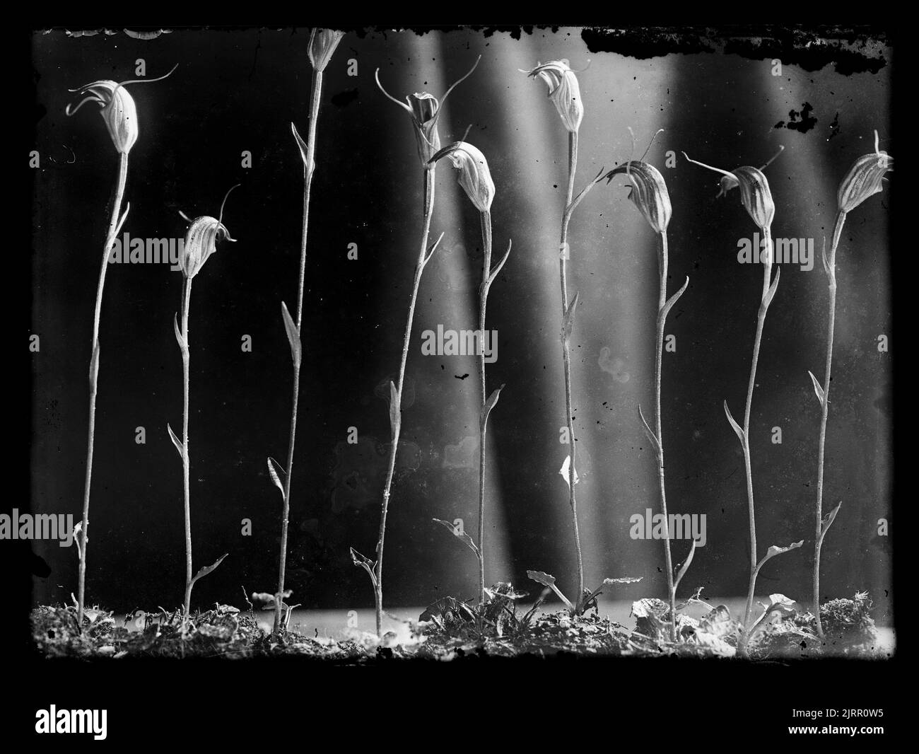 Pterostylis grammis pterostylis grammis hi-res stock photography and ...