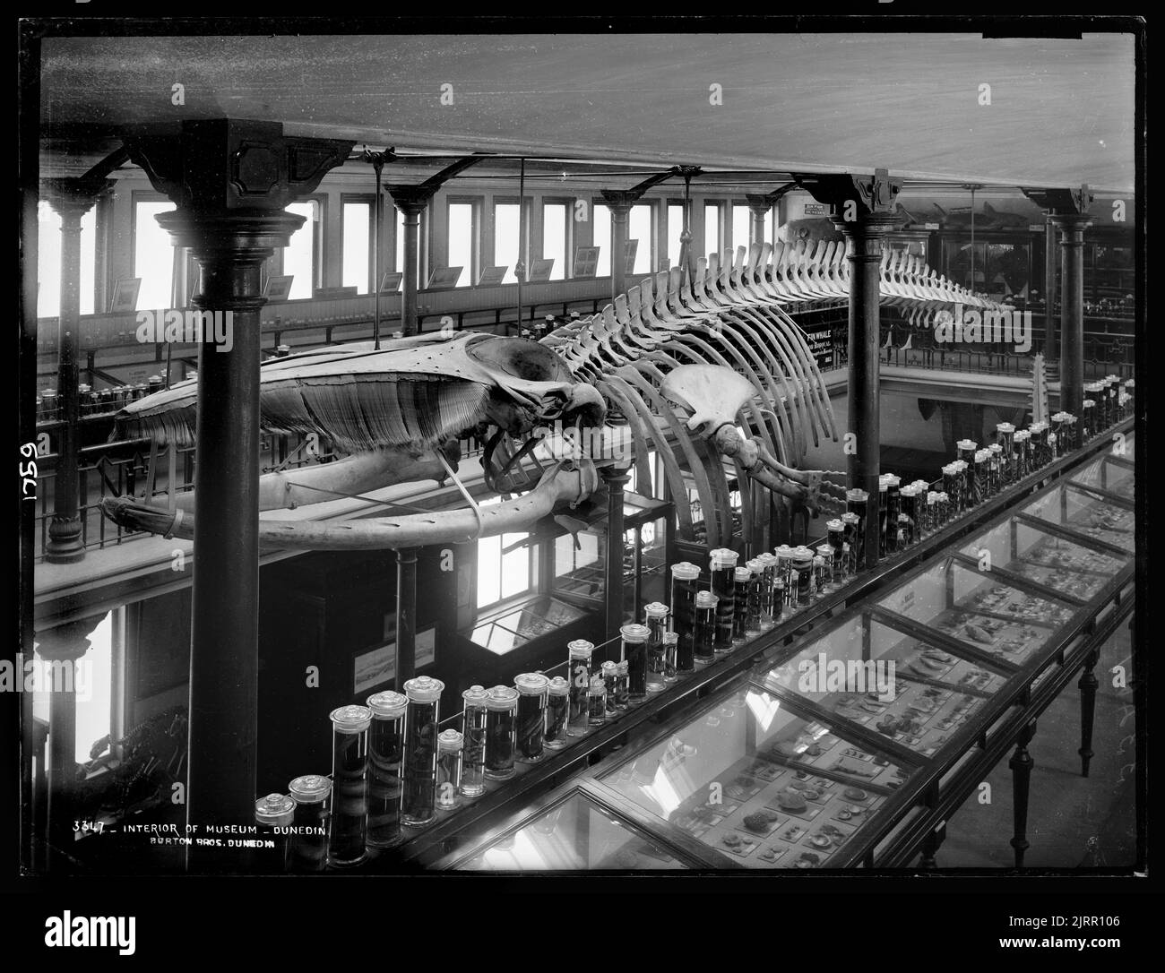 Interior of Museum, Dunedin Stock Photo - Alamy