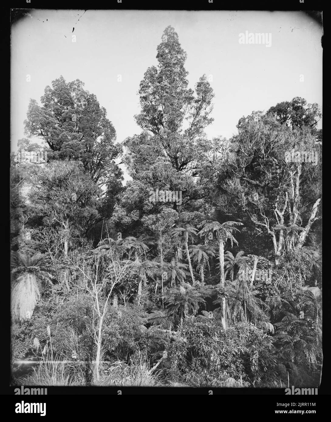 Bush scene, circa 1878, Manawat, by James Bragge Stock Photo - Alamy