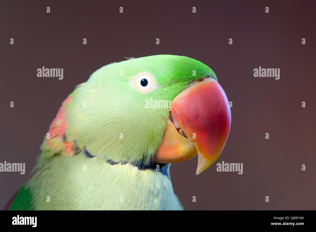 A cute colorful parrot on blurred background Stock Photo - Alamy