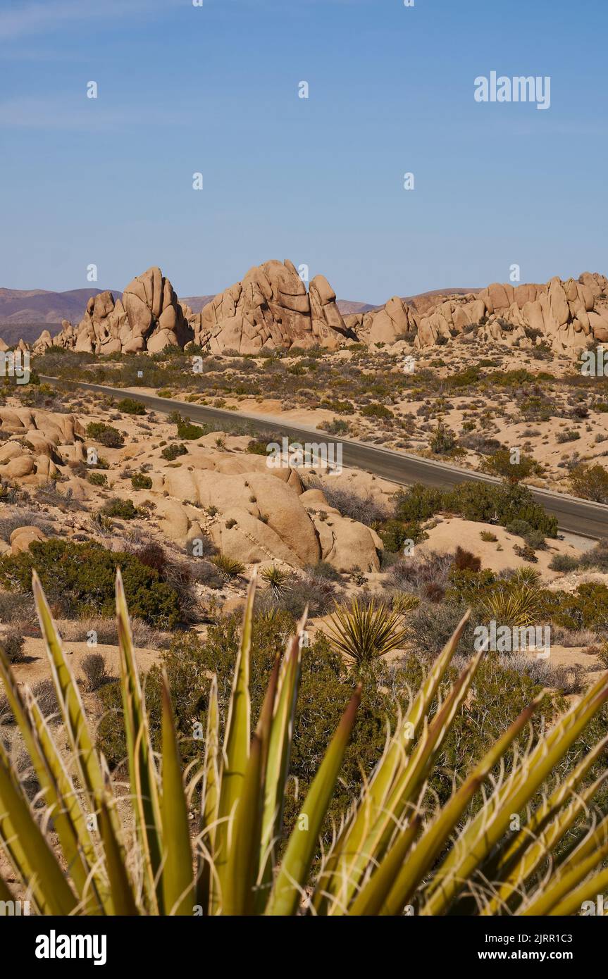 A vertical shot of the geological formation stones and plants with a ...