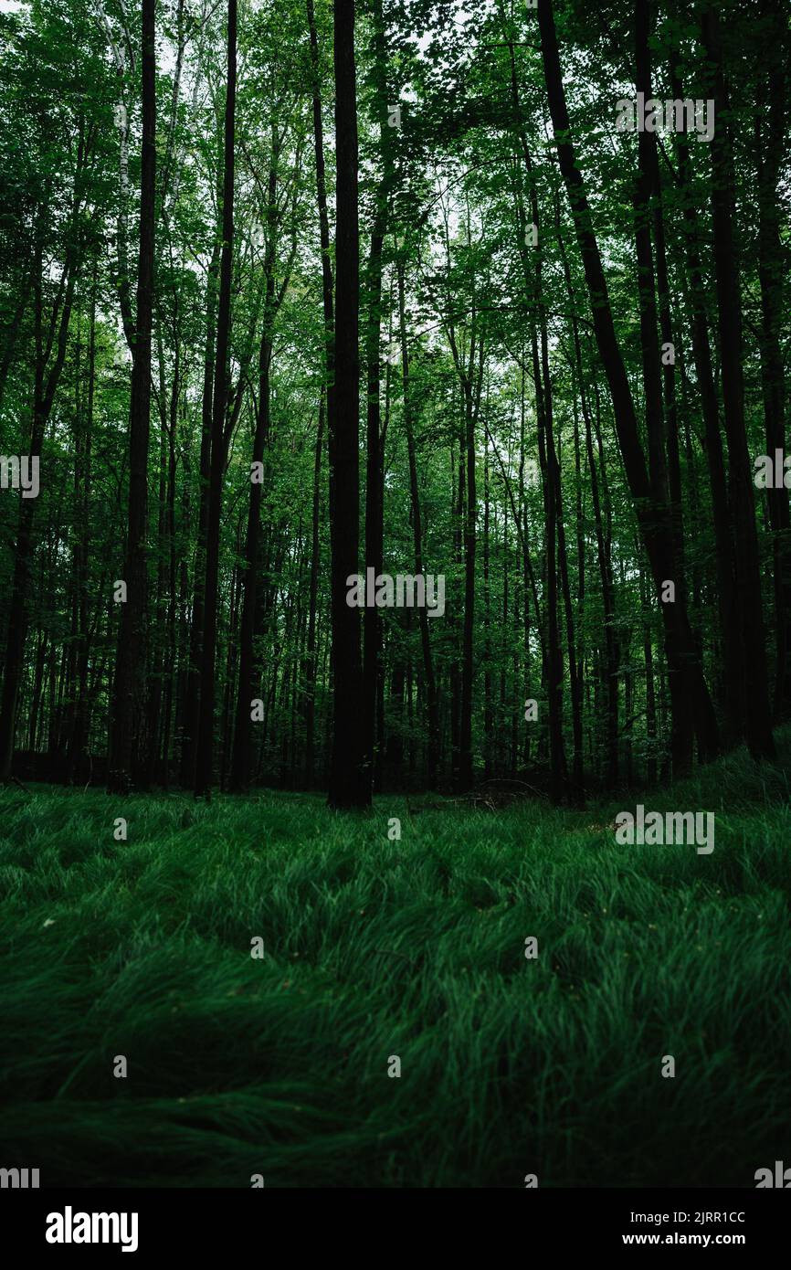 A beautiful scenery of greenery landscape with long trees in a forest ...