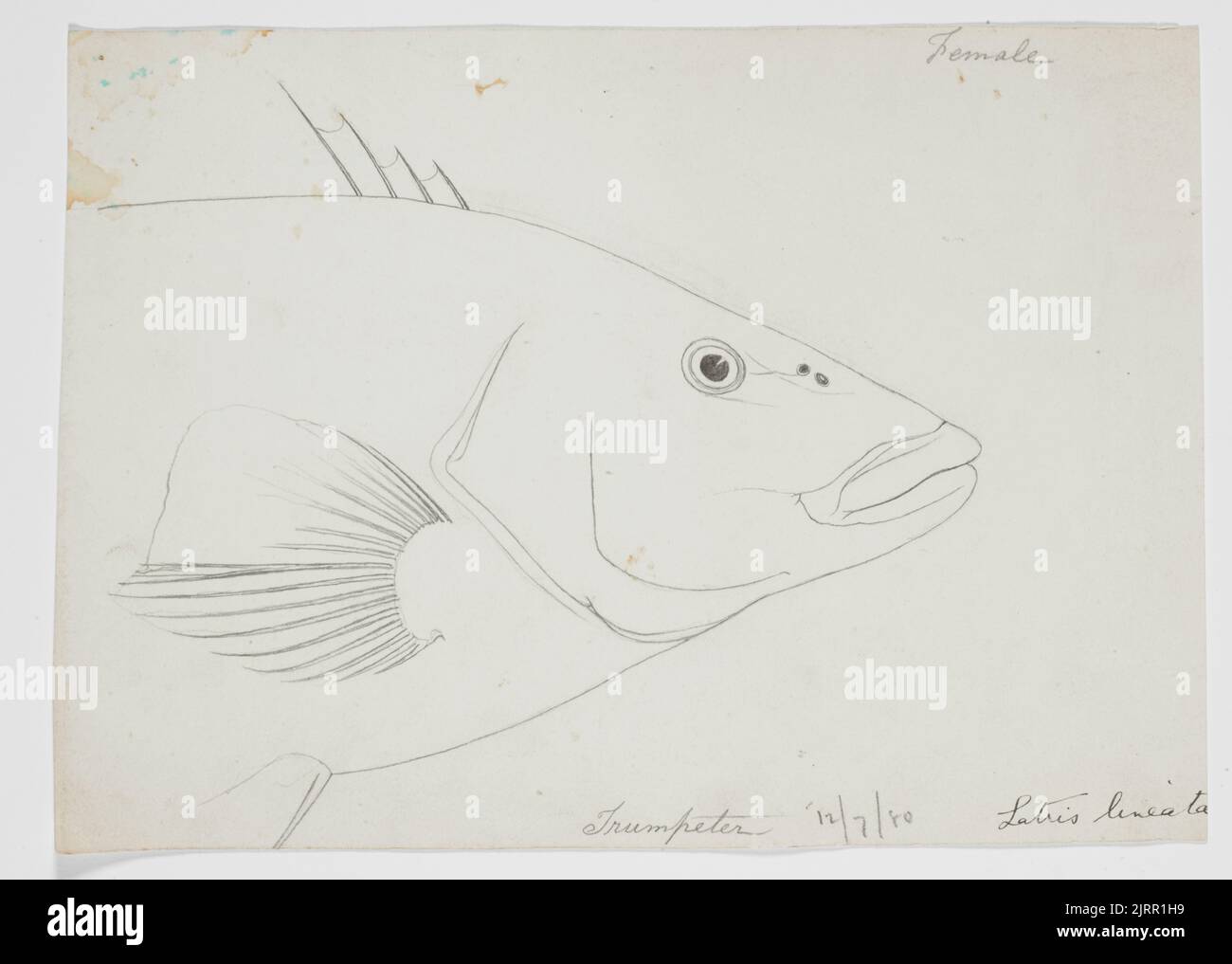 Trumpeter, female Latris lineata, 12 July 1880, by John Buchanan Stock ...