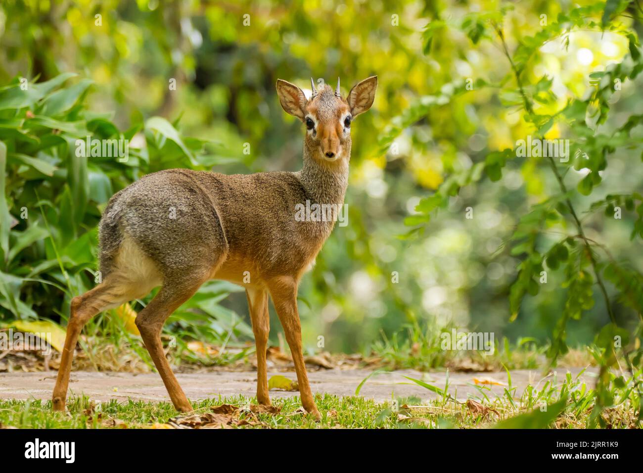 Kirk's dikdik (Madoqua kirkii) on the grounds of a safari lodge Stock ...