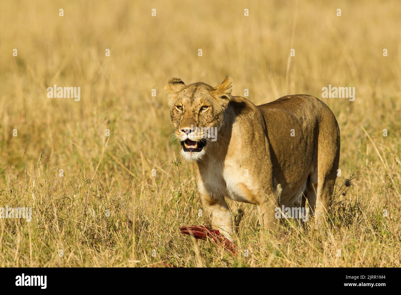 Lion (Panthera leo). Lioness on a kill Stock Photo - Alamy