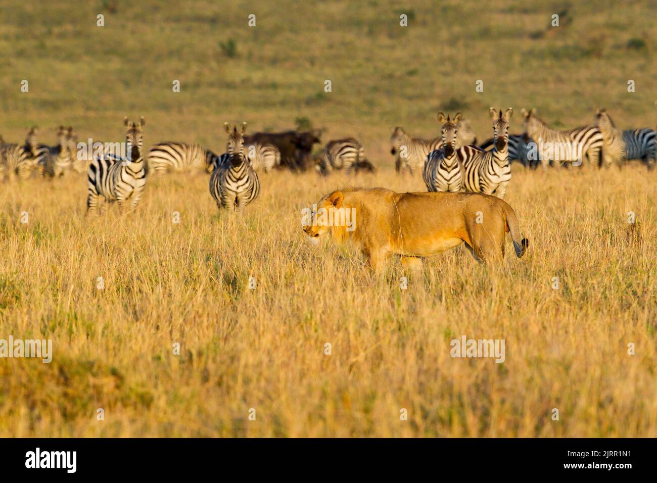 Images Of Zebras And Lions