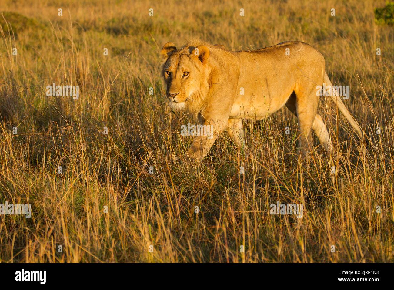 Male lion full view hi-res stock photography and images - Alamy