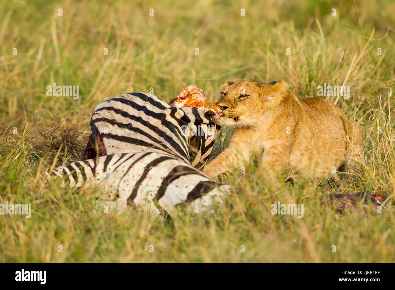 Tiger Eating Zebra