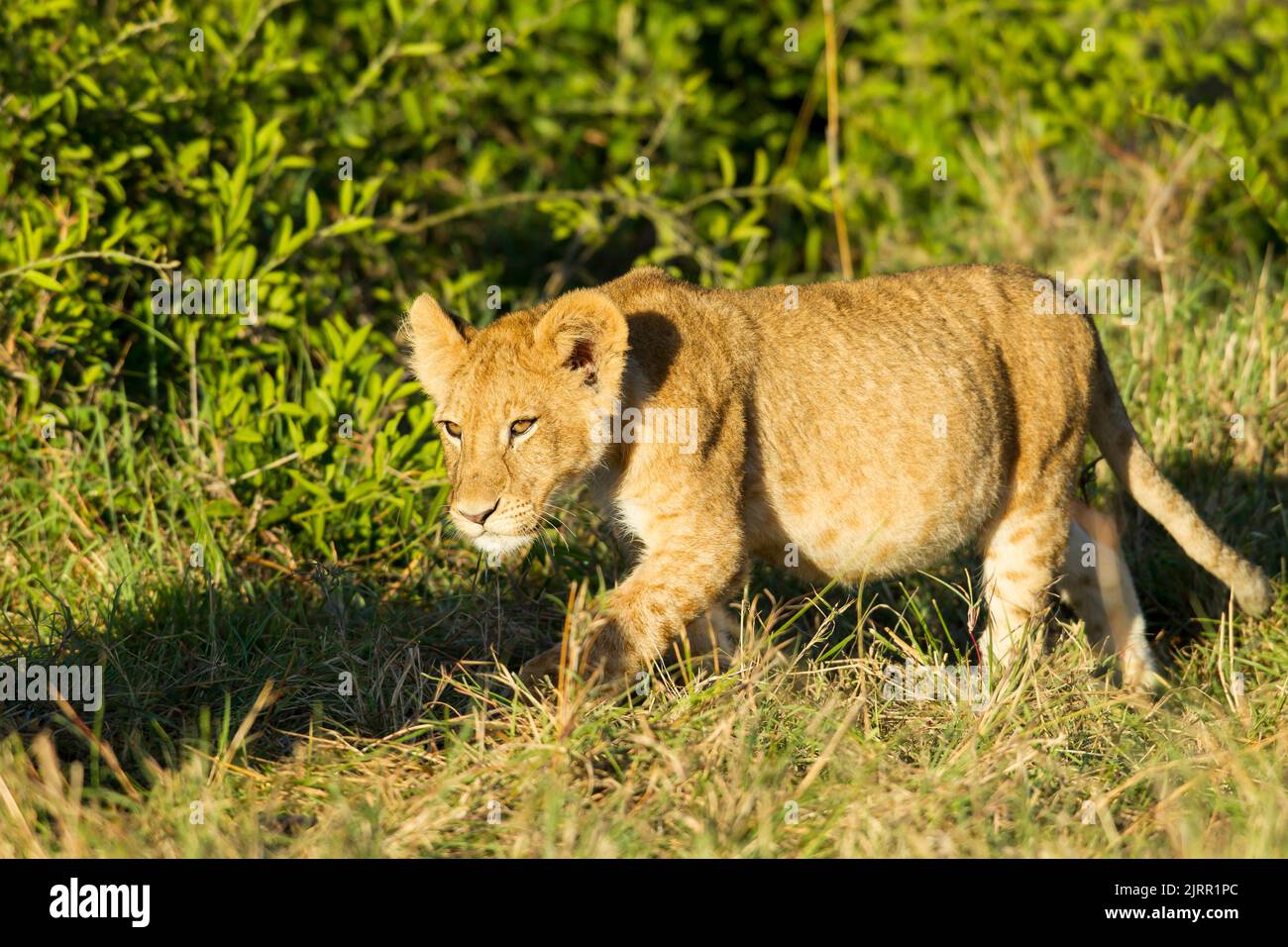 Leo lion hi-res stock photography and images - Alamy