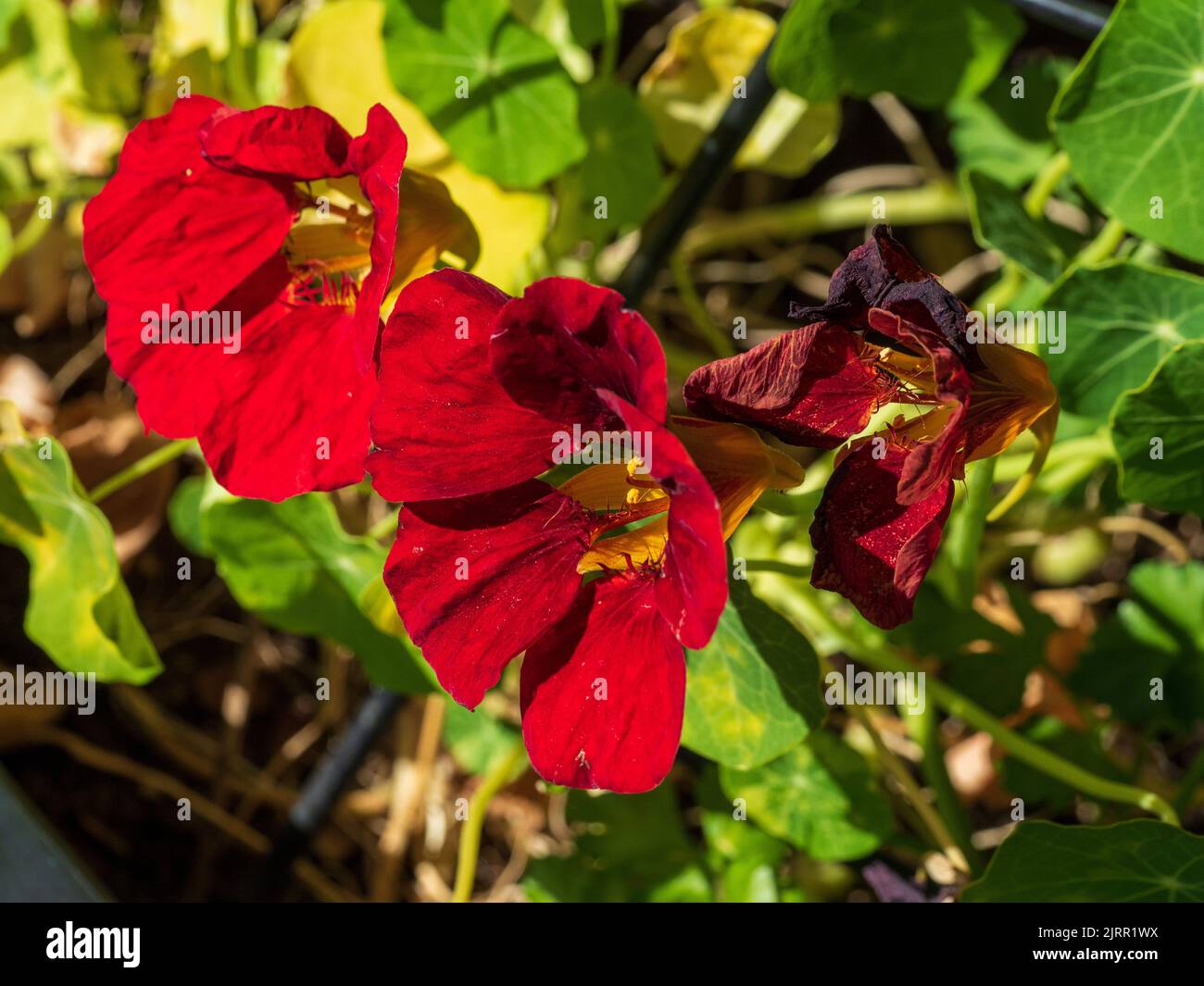 Decoartive hi-res stock photography and images - Alamy