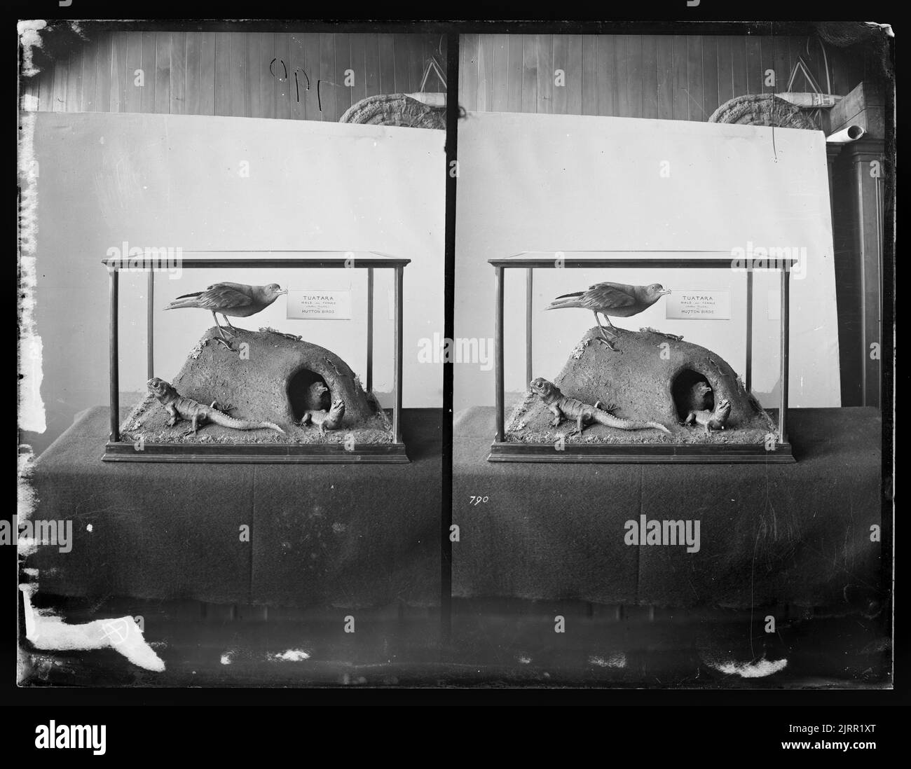 [Tuatara & Mutton Birds], circa 1889, Dunedin, by Burton Brothers Stock ...