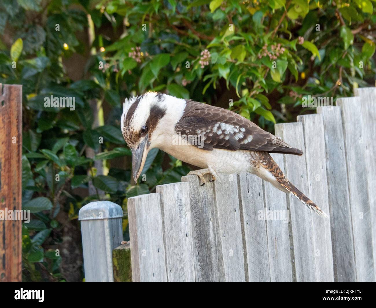 Birds, Kookaburra, an Australian Native Bird, perched on a wooden ...