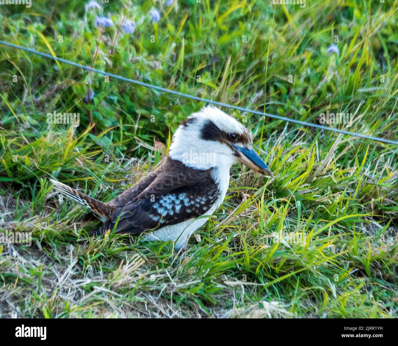 Birds, Kookaburra, an Australian Native Bird, On clumps of green grass ...