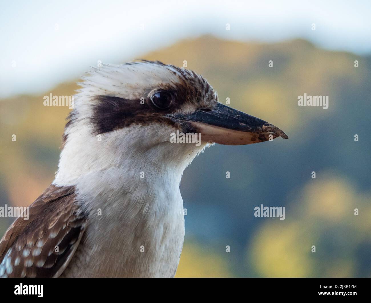 Birds, Kookaburra, an Australian Native Bird, closeup of head, iconic ...