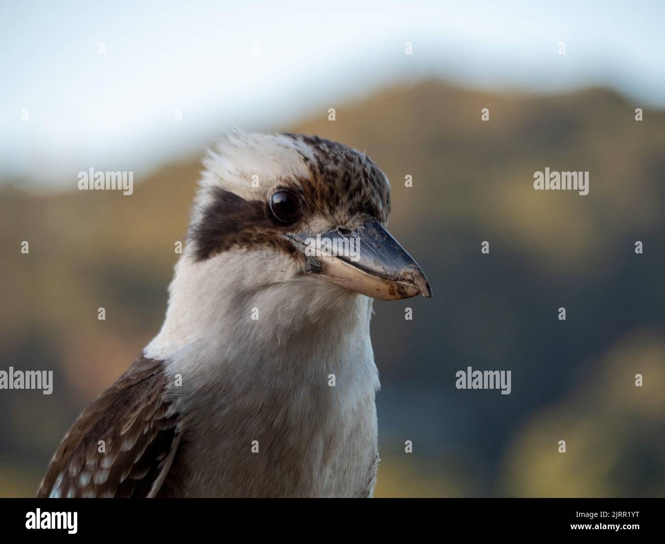 Birds, Kookaburra, an Australian Native Bird, closeup of head, iconic ...