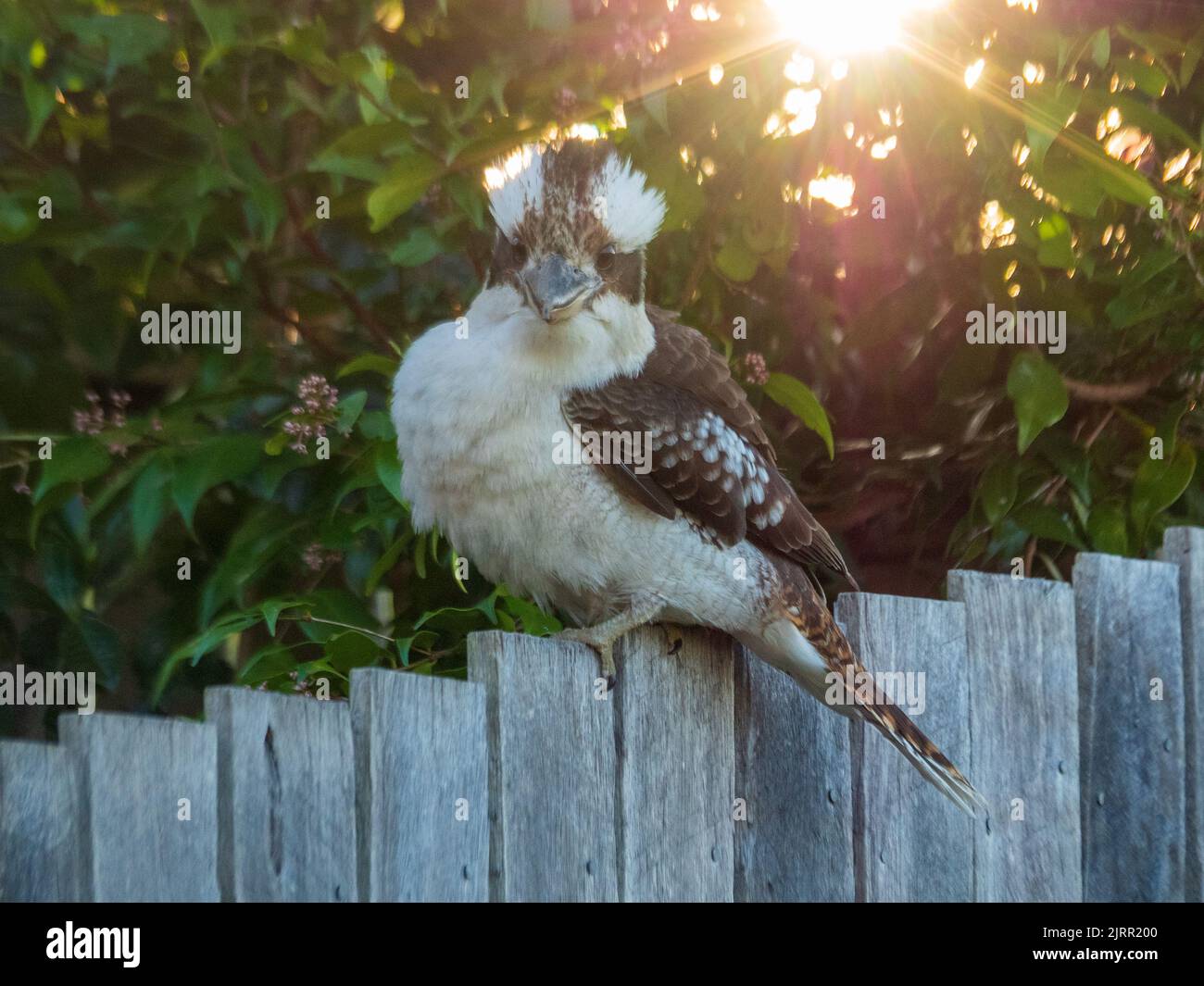 Birds, Kookaburra, an Australian Native Bird, with its head feathers ...