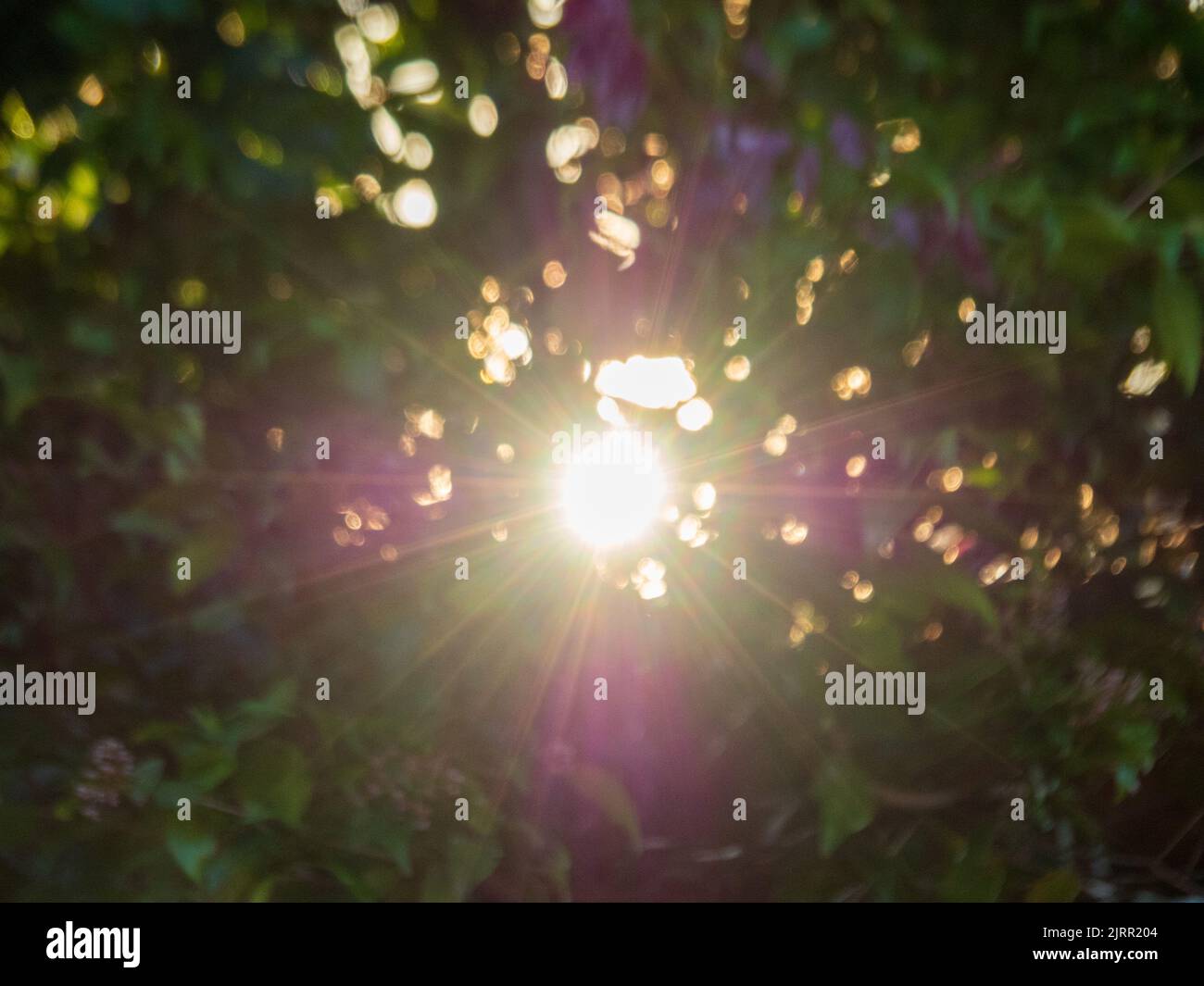 Sun beams, Sunshine beaming, rays filtering through the Lilly Pilly and ...