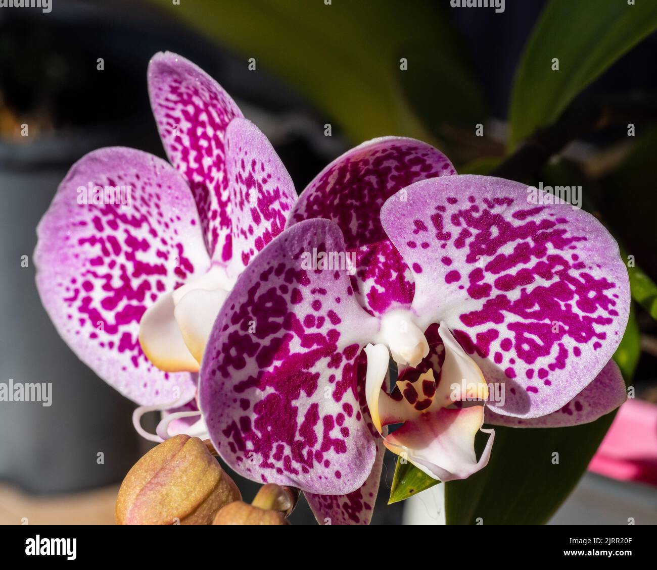 Flowers, Moth Orchids, purple spots on white petals, closeup ...