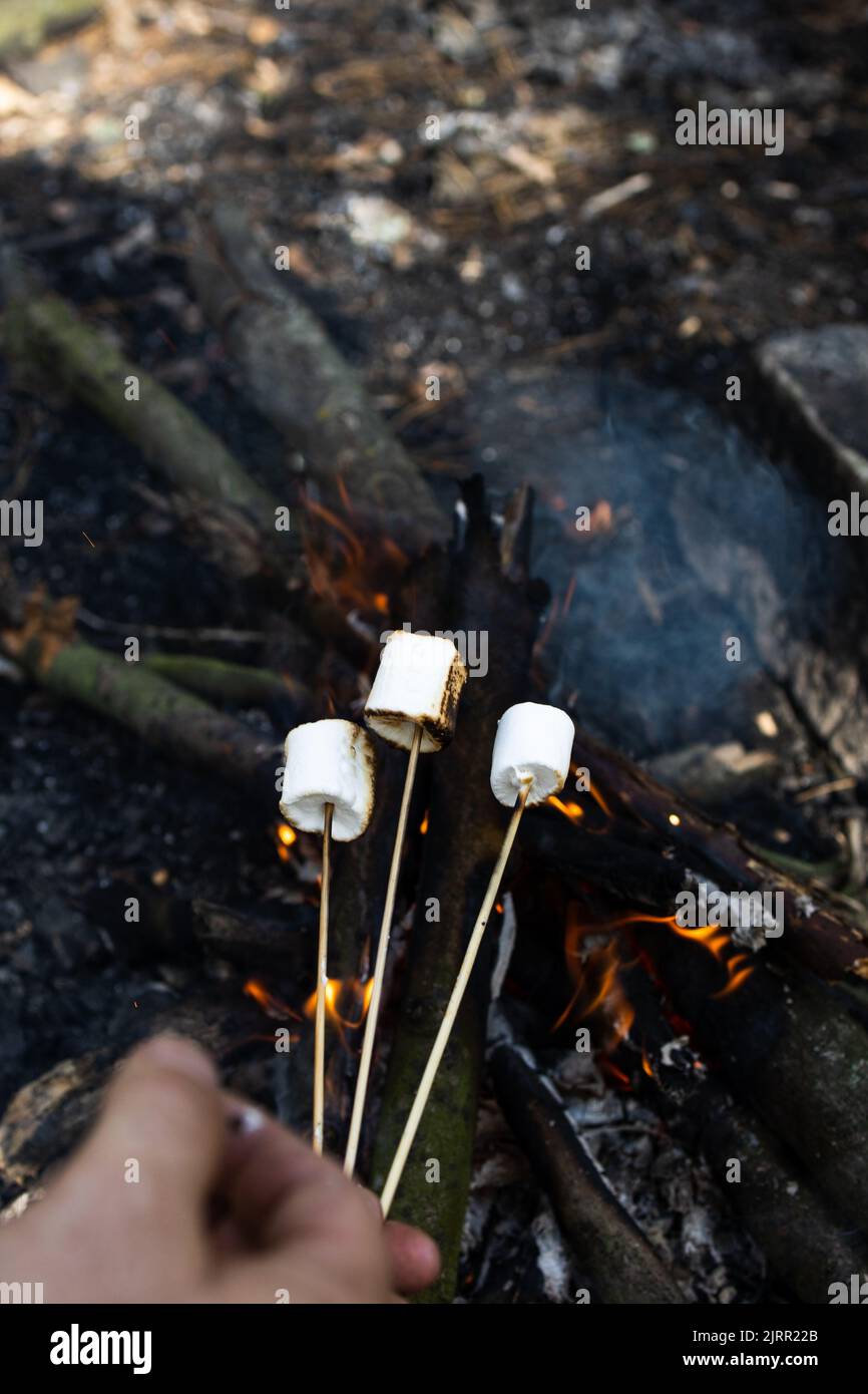 Marshmallow on a stick at the stake. Fried marshmallows. Picnic in the ...