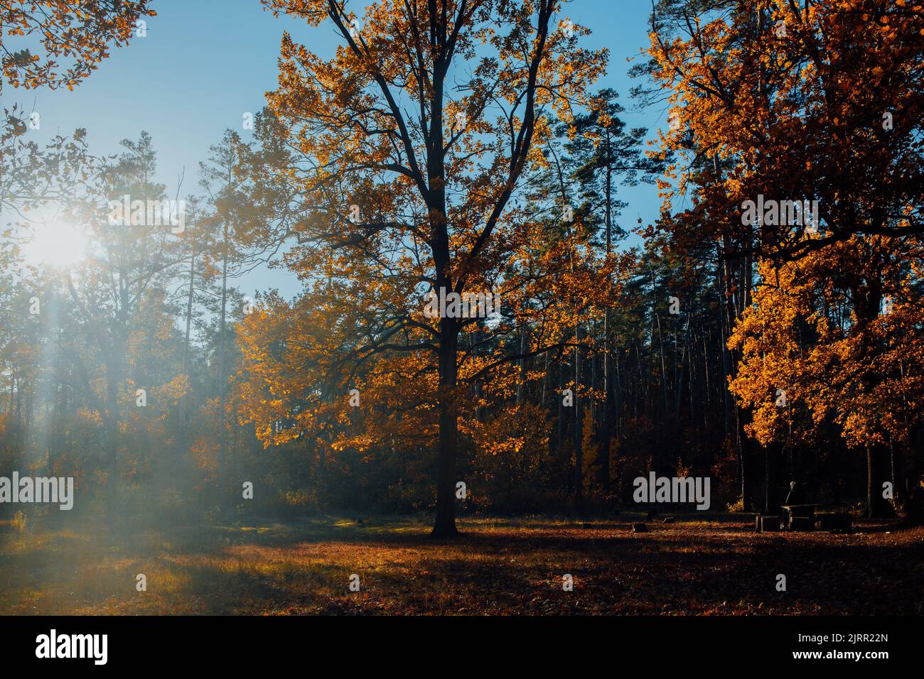 Autumn landscape beautiful colored trees in the forest, glowing in ...