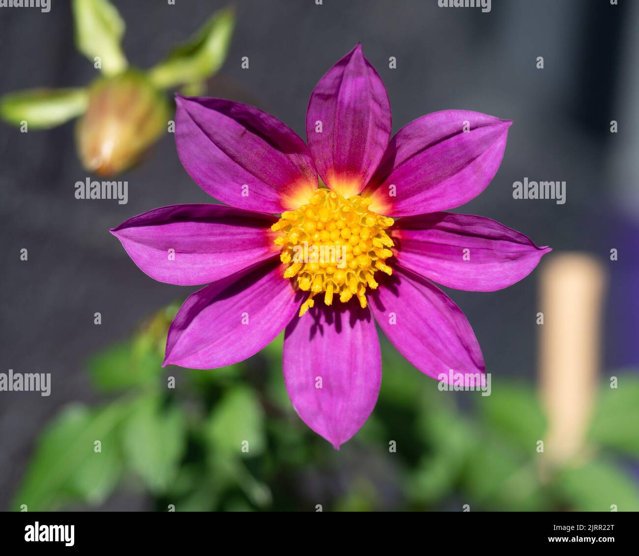 Purple pink tree Dalia flower with yellow centre flowering in an ...