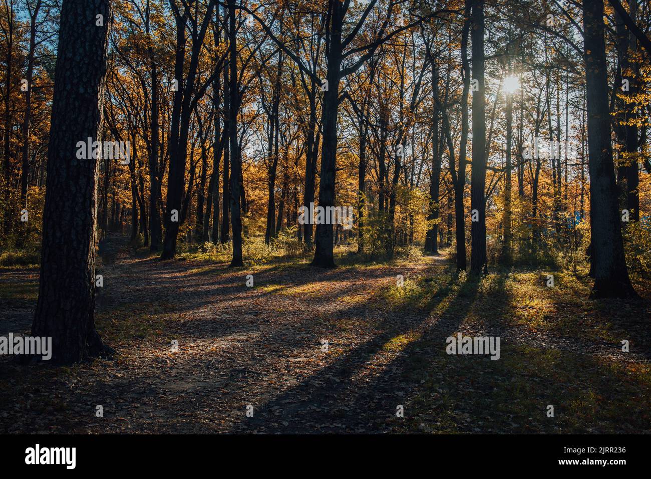 Autumn landscape beautiful colored trees in the forest, glowing in ...