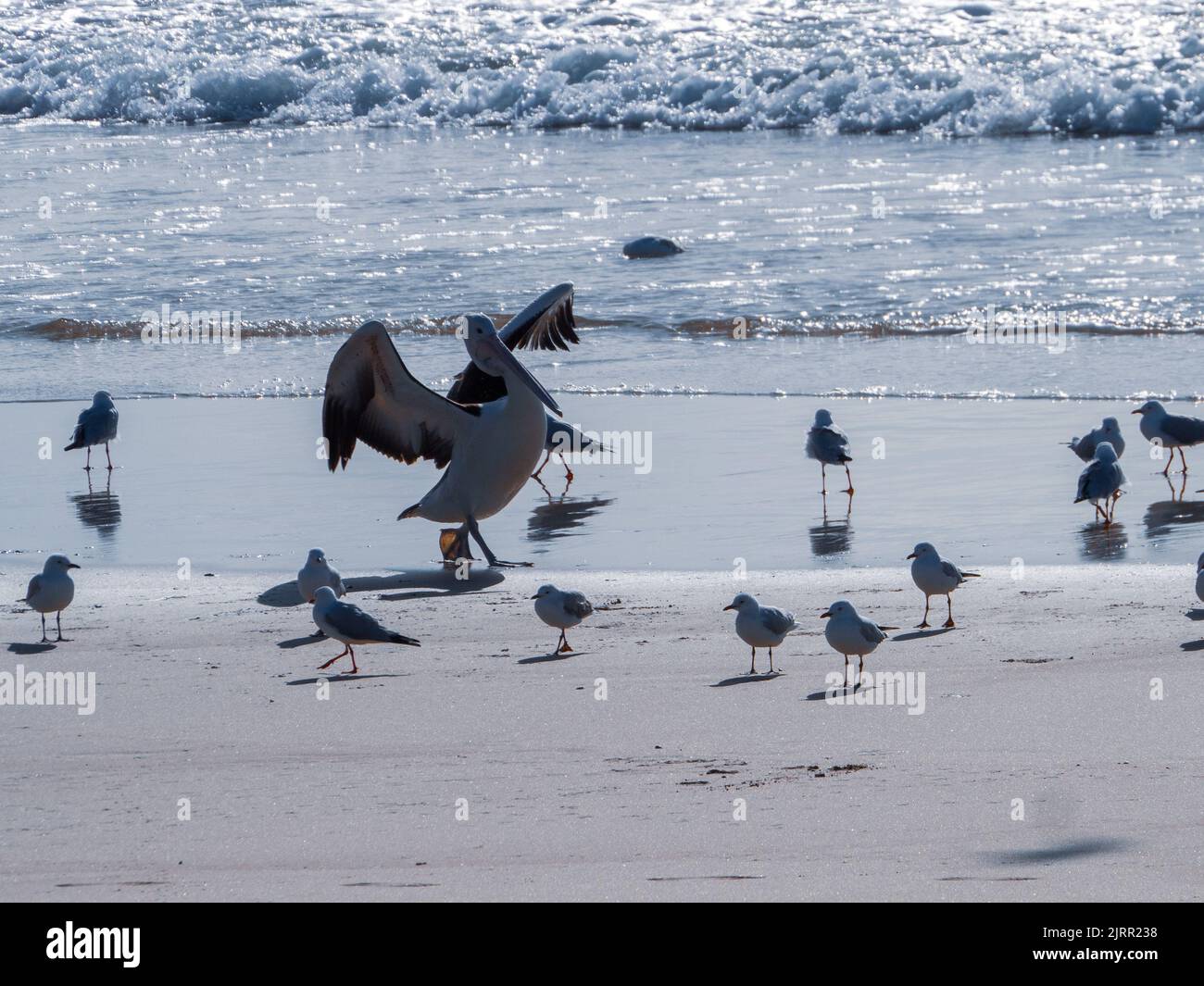 Flock of Birds, Australian Pelican, running over the sand flapping ...