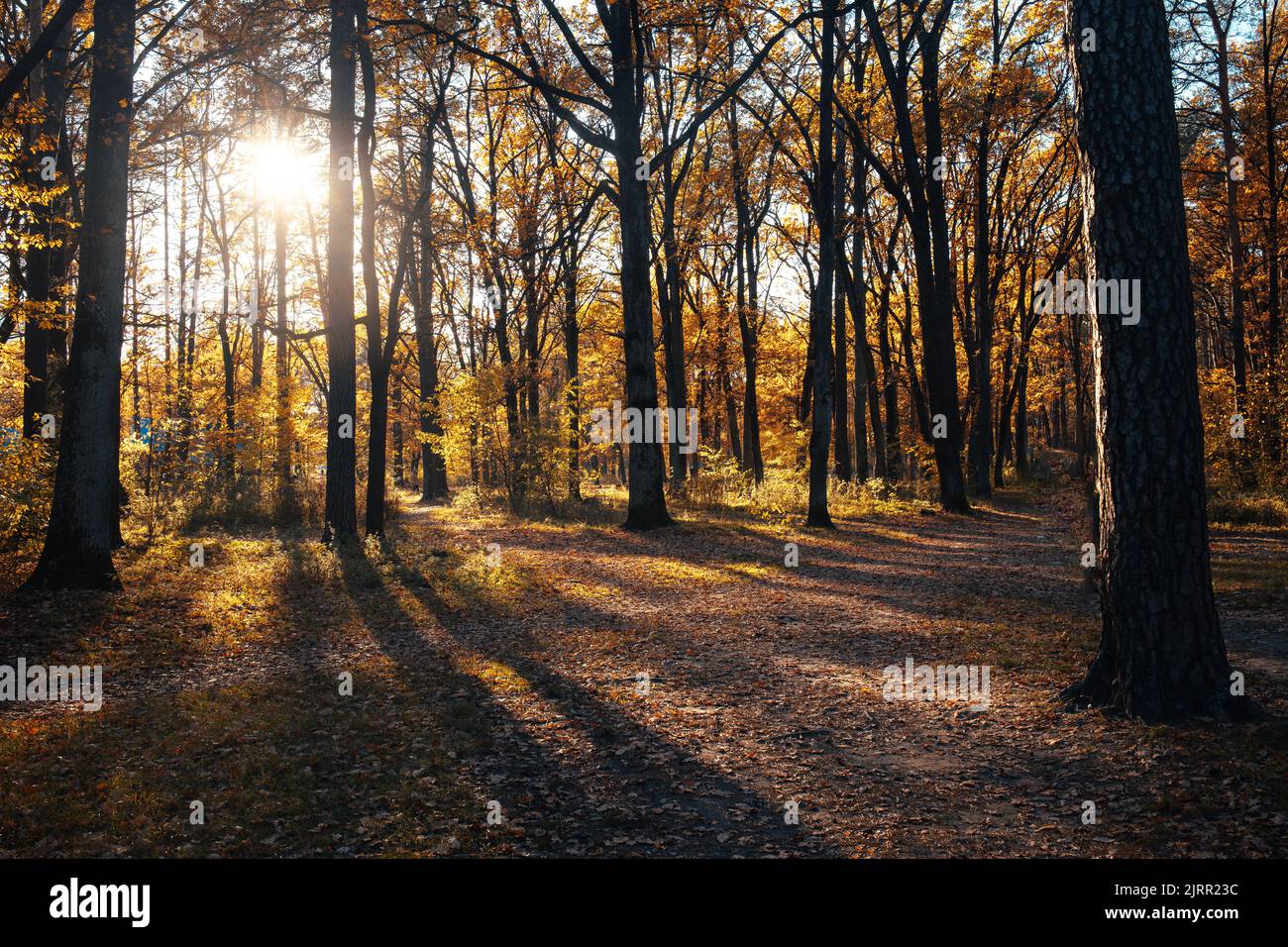 Autumn landscape beautiful colored trees in the forest, glowing in ...