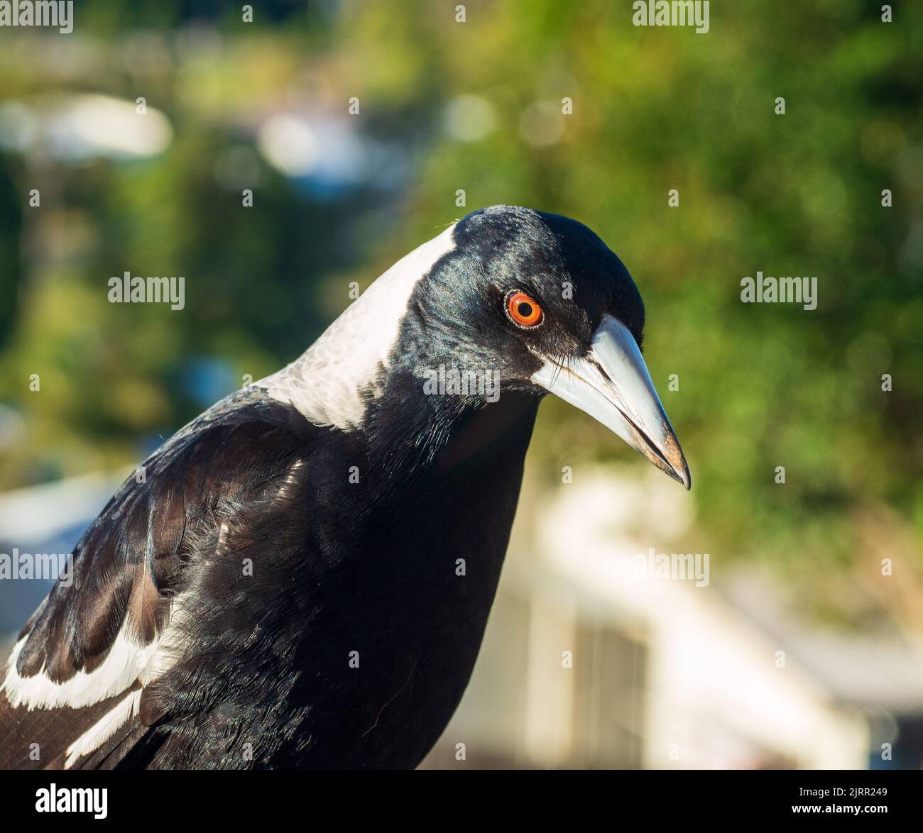Birds, Australian Magpie closeup, staring, looking serious, intense ...