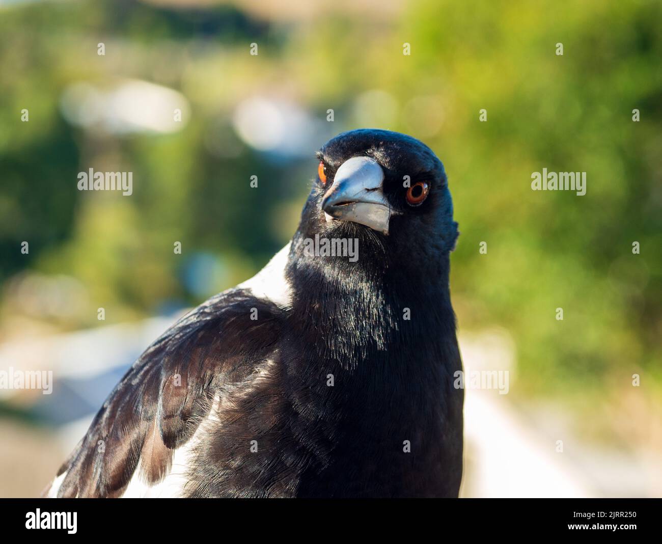 Australian Magpie bird closeup, staring, looking serious, angry ...