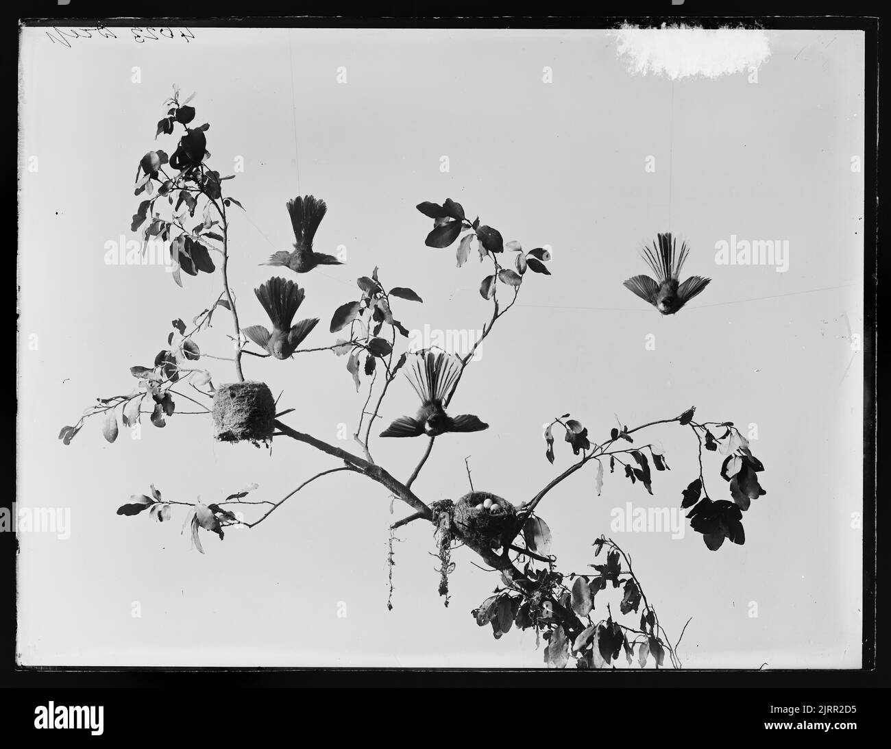 [Pied and black Fantails] Stock Photo - Alamy