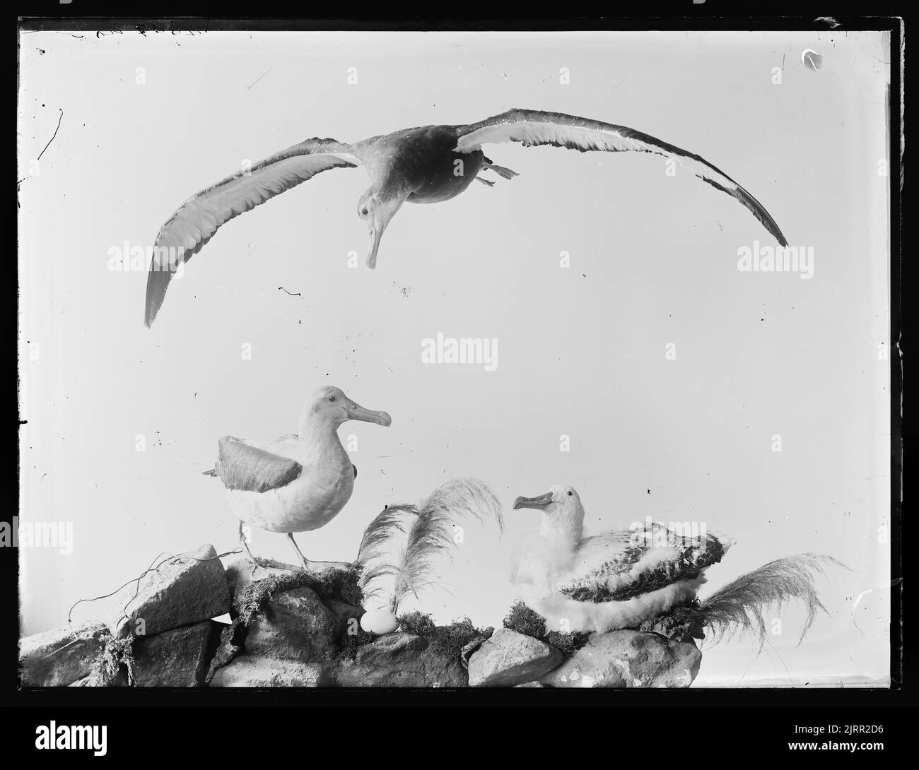 Dunedin albatross Black and White Stock Photos & Images - Alamy