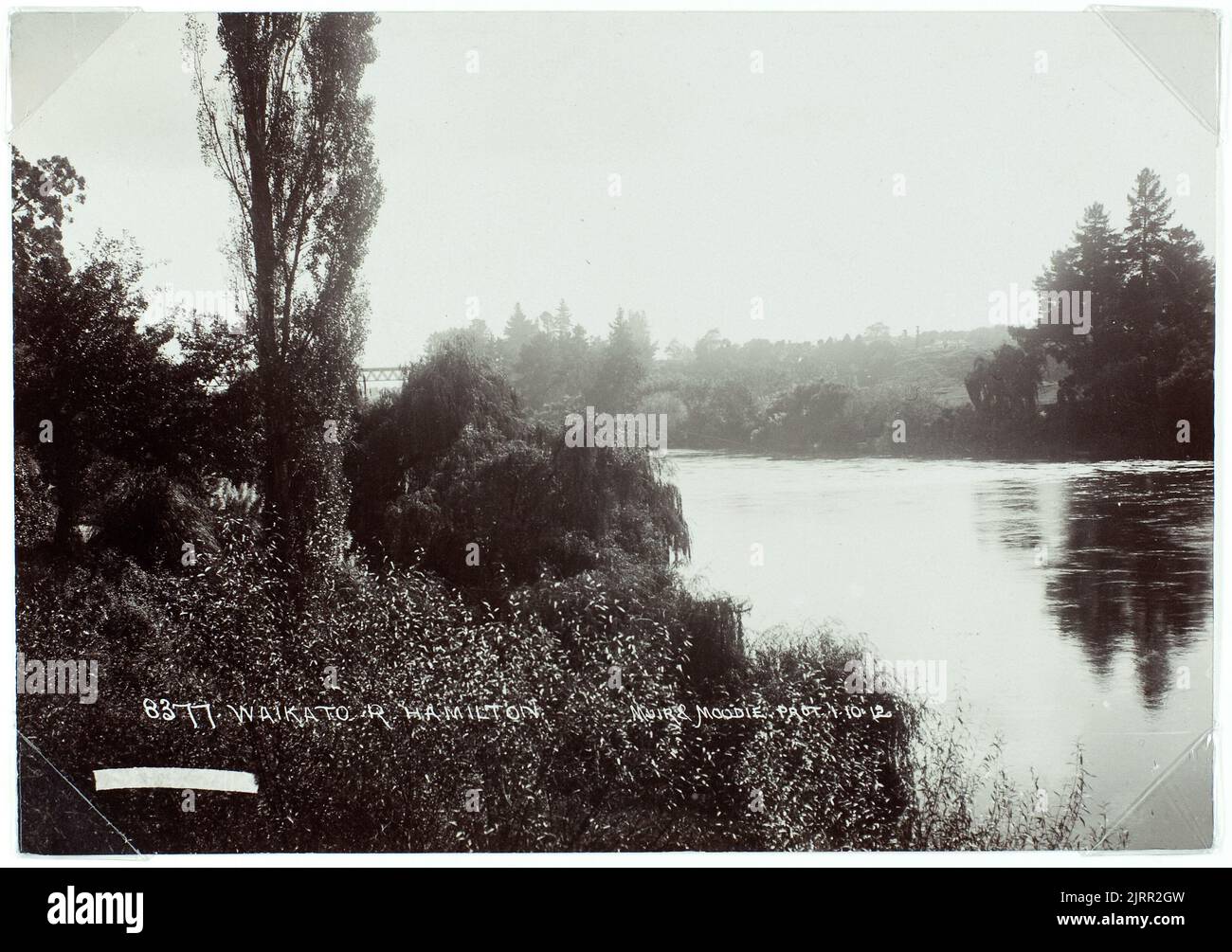 Waikato River, Hamilton, 1912, Hamilton, by Muir & Moodie Stock Photo ...