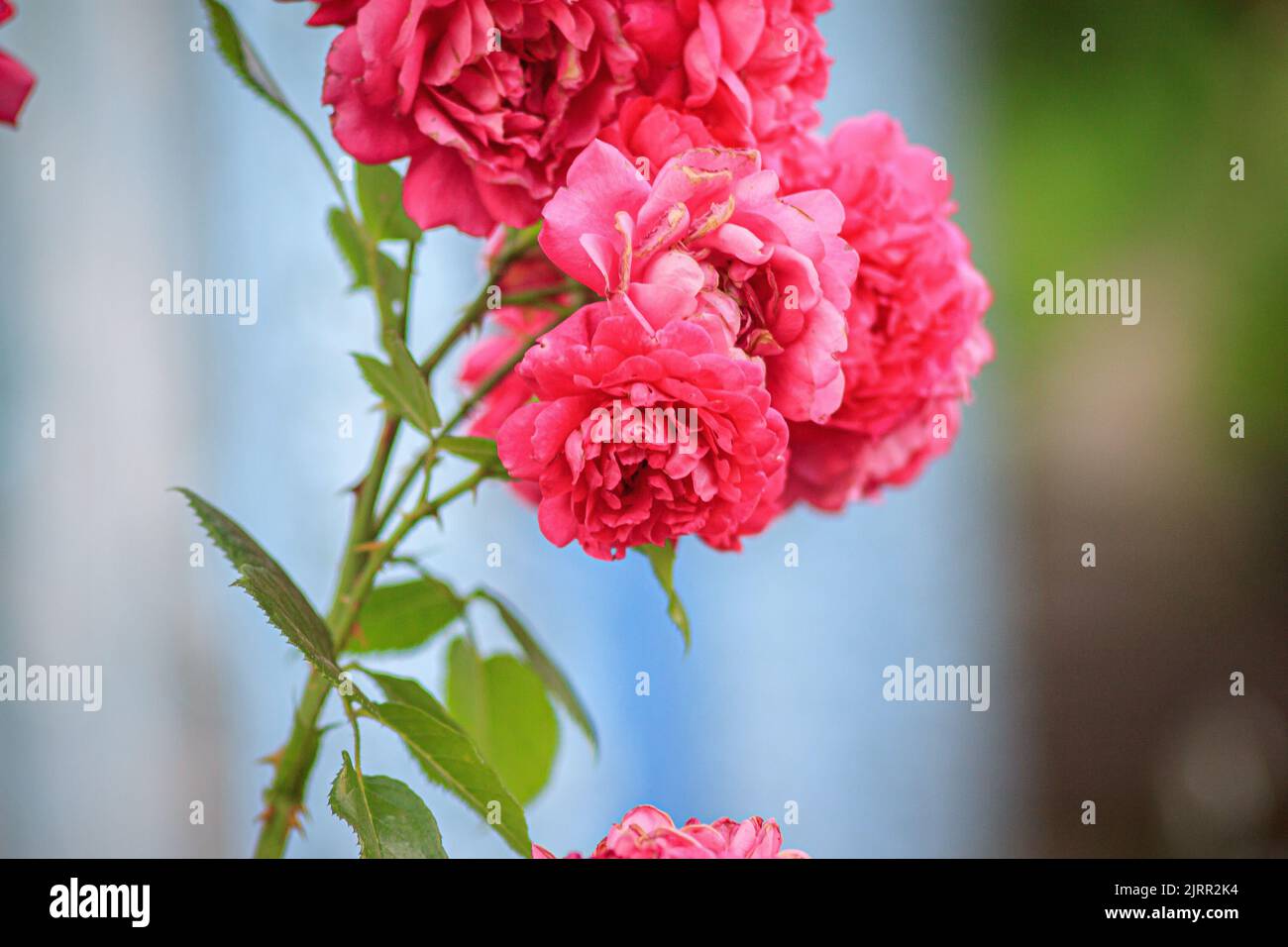 weaving beautiful red rose, close-up Stock Photo - Alamy