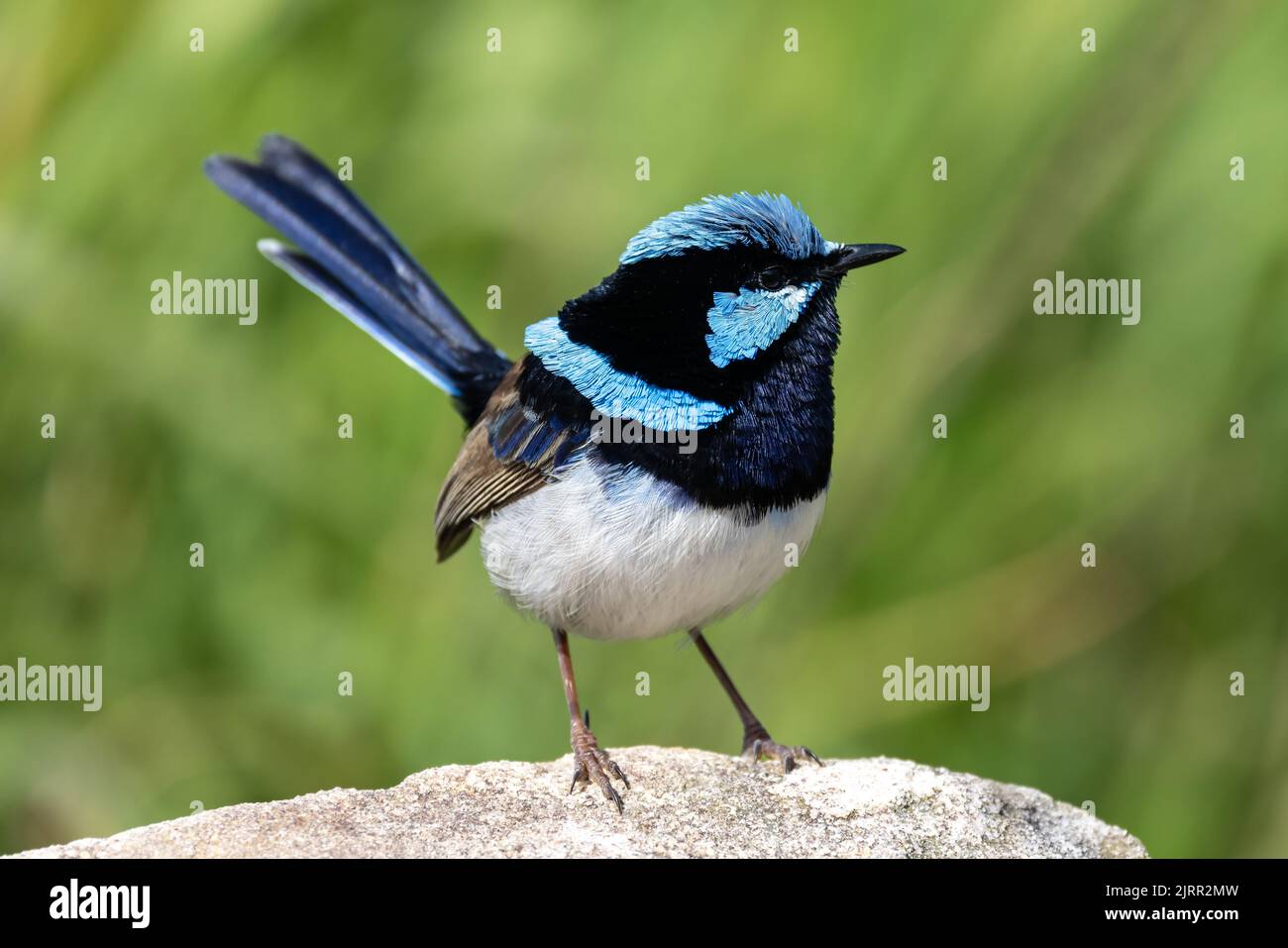 Male Superb Fairy Wren in breeding colours Stock Photo - Alamy