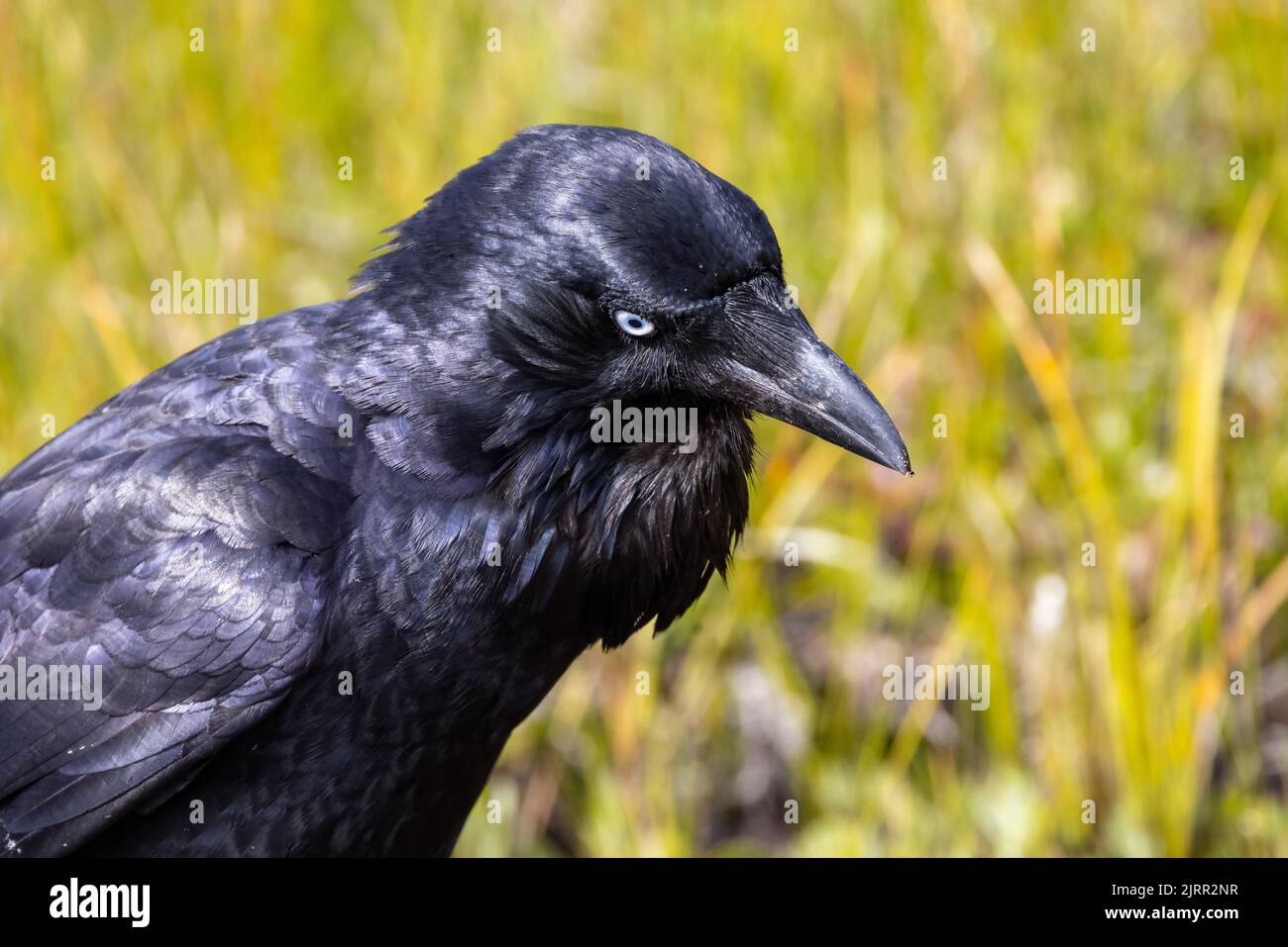 Close up of Australian Raven Stock Photo - Alamy
