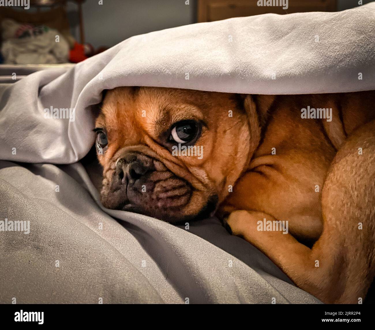Warm under covers hi-res stock photography and images - Alamy