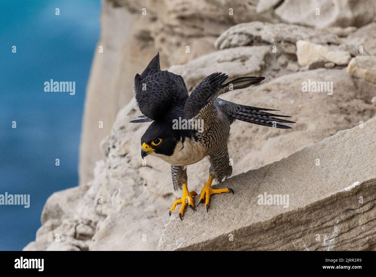 Peregrine falcon stretching it's wings Stock Photo - Alamy