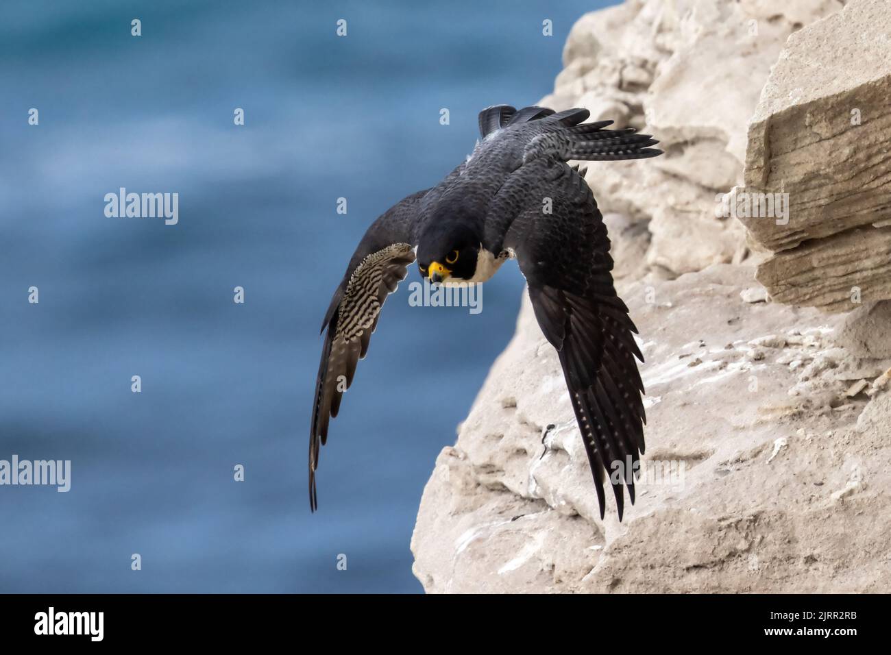 Australian Peregrine falcon in flight Stock Photo - Alamy