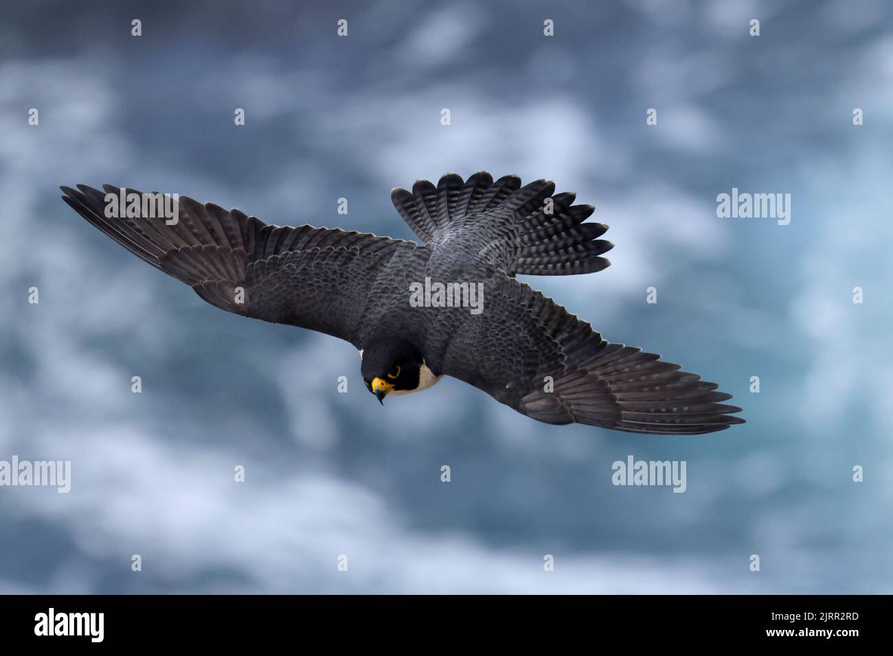 Peregrine falcon australia hi-res stock photography and images - Alamy