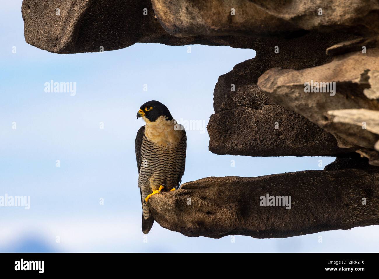 Peregrine falcon australia hi-res stock photography and images - Alamy